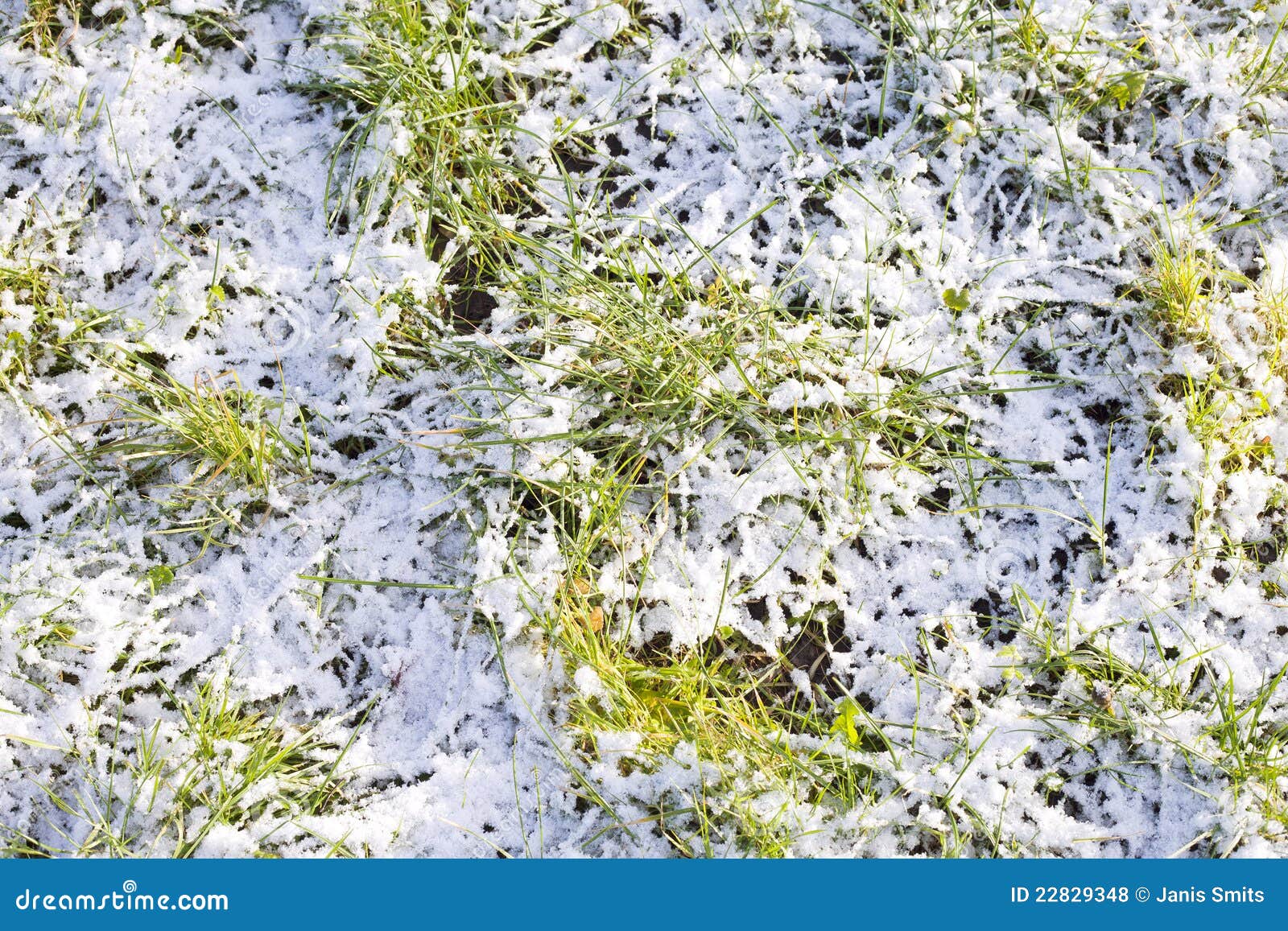 Grass in snow. stock photo. Image of frost, plant, meadow - 22829348