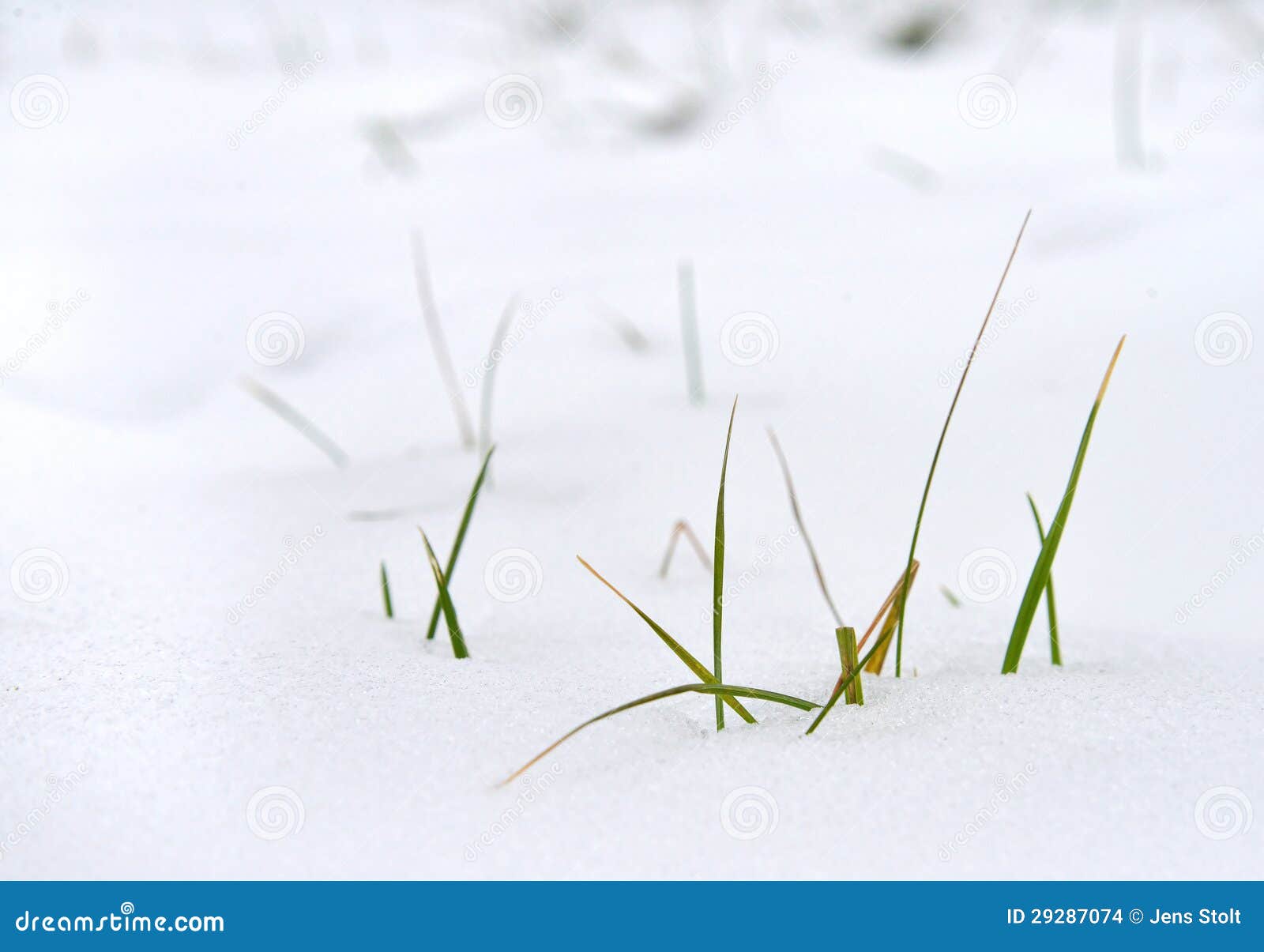 Grass in the snow stock photo. Image of snowy, view, scenery - 29287074