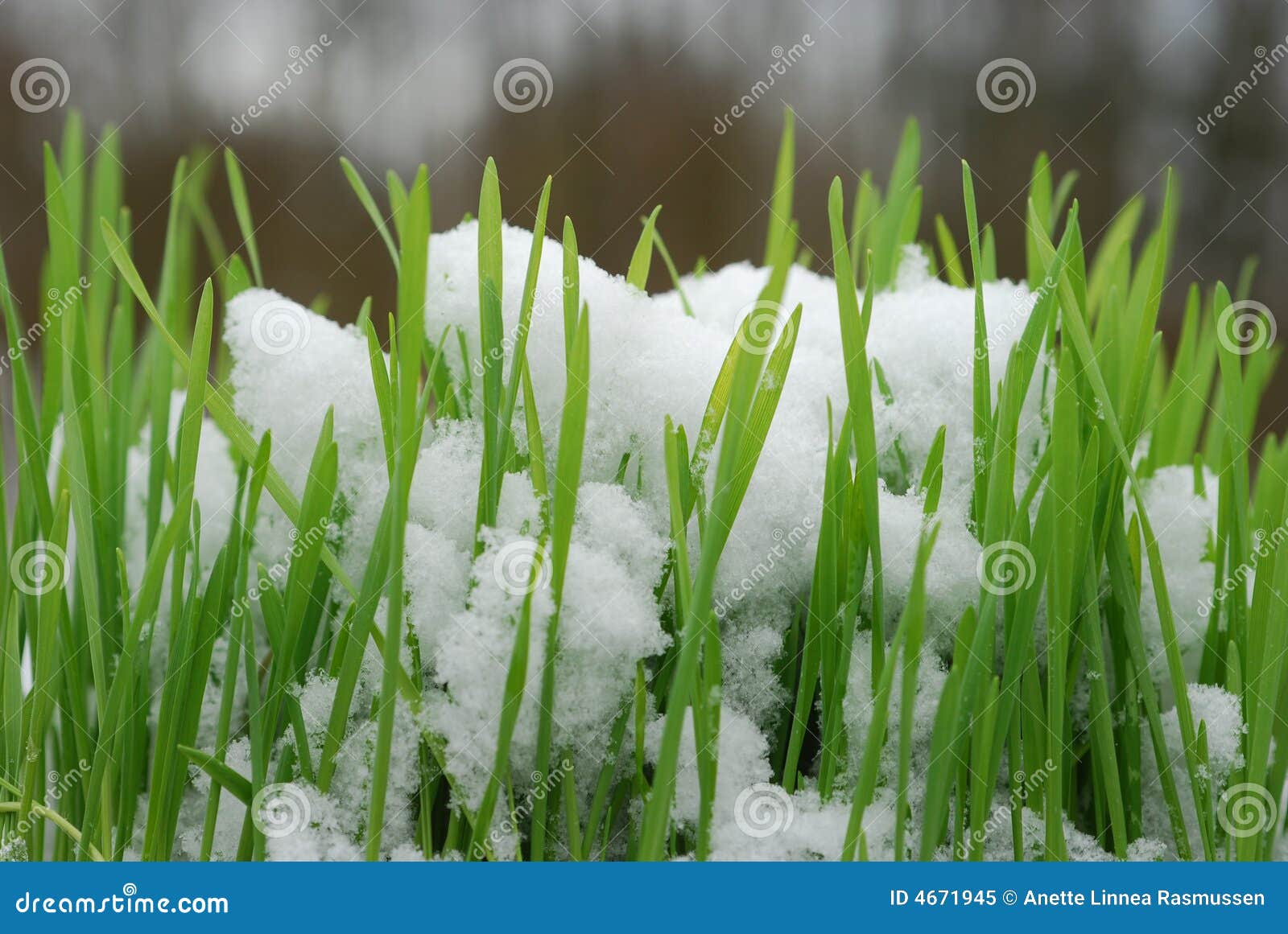 Grass with snow stock image. Image of growth, outdoor - 4671945