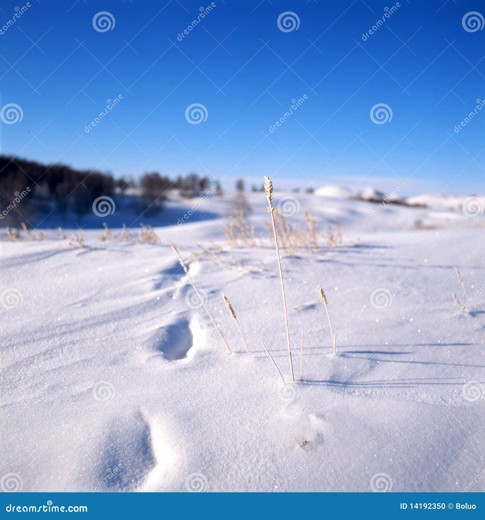 Grass in the snow field stock photo. Image of hasselblad - 14192350