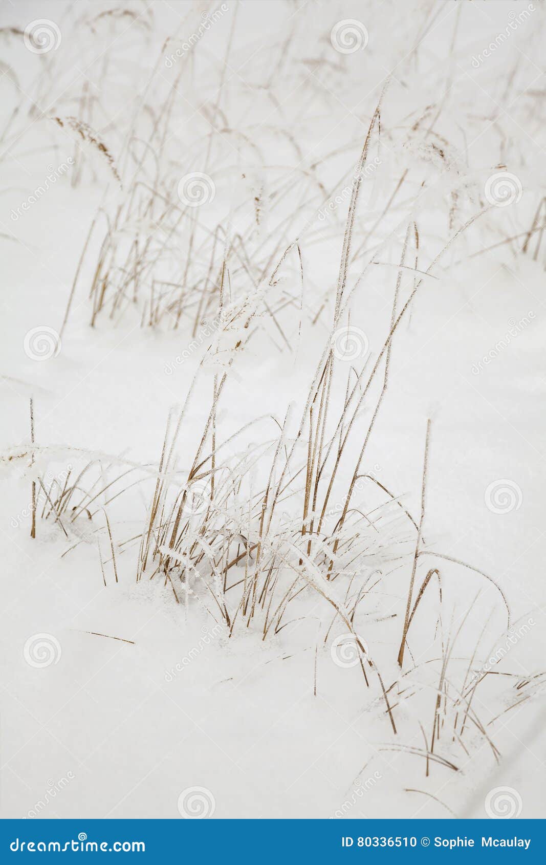 Grass through snow stock photo. Image of freeze, park - 80336510