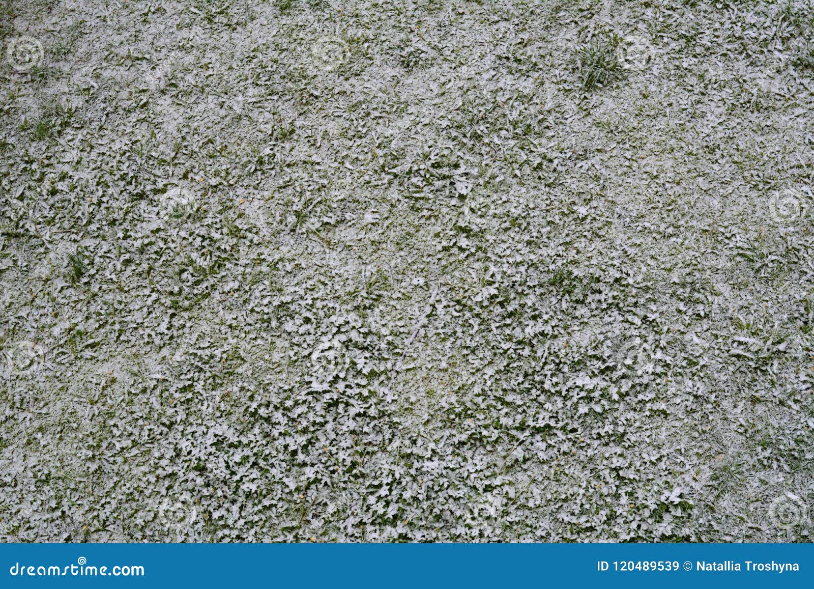 Grass in Snow Texture Background Stock Image - Image of beautiful ...