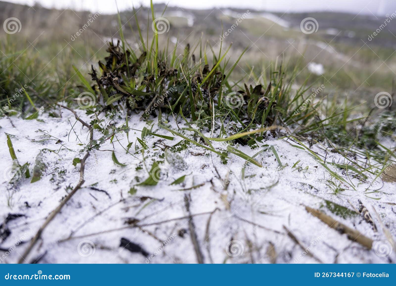 Grass with snow in winter stock image. Image of fresh - 267344167