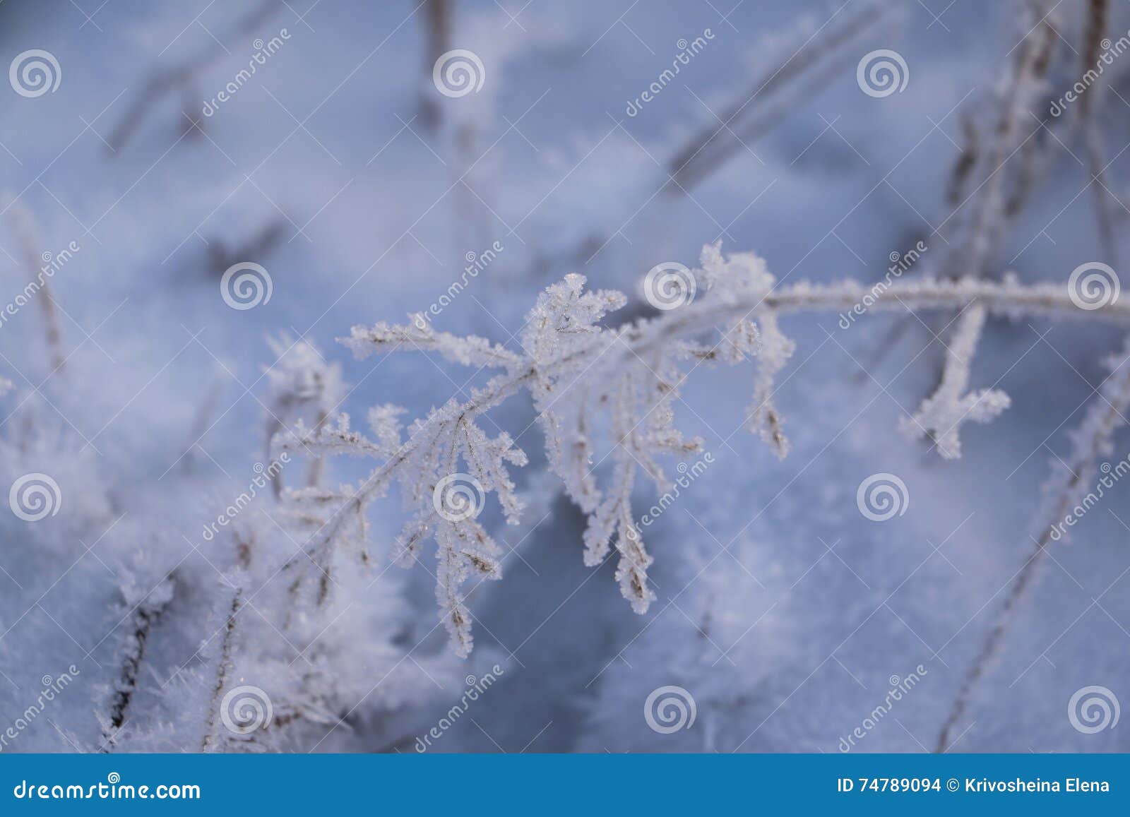 Grass in the snow stock photo. Image of light, field - 74789094