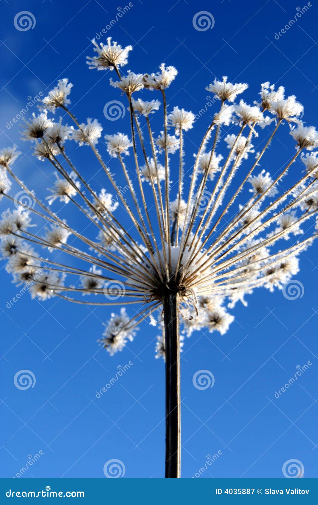 Grass with Snowflake at Winter Stock Image - Image of frozen, branch ...