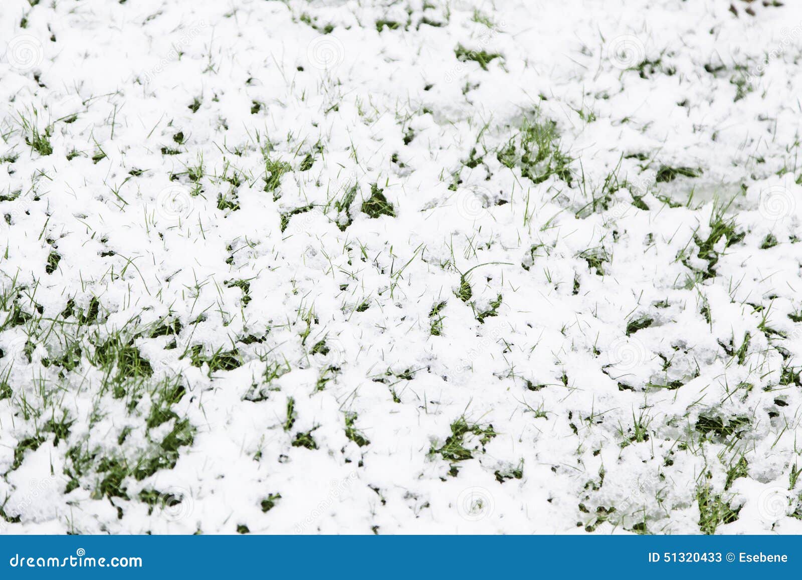 Grass snowy field stock image. Image of foreground, grass - 51320433