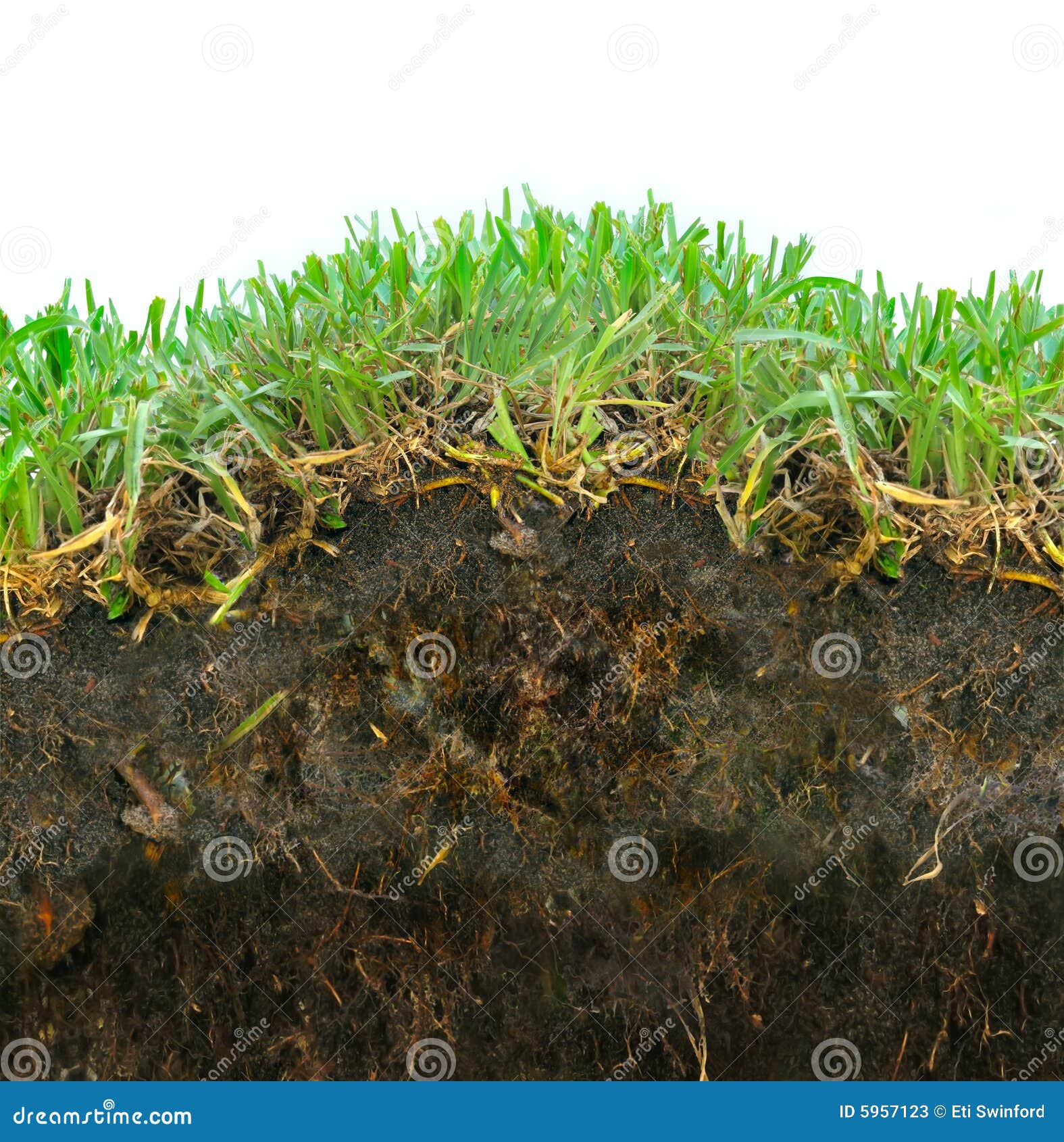 Grass sod soil stock image. Image of blades, field, plantings - 5957123