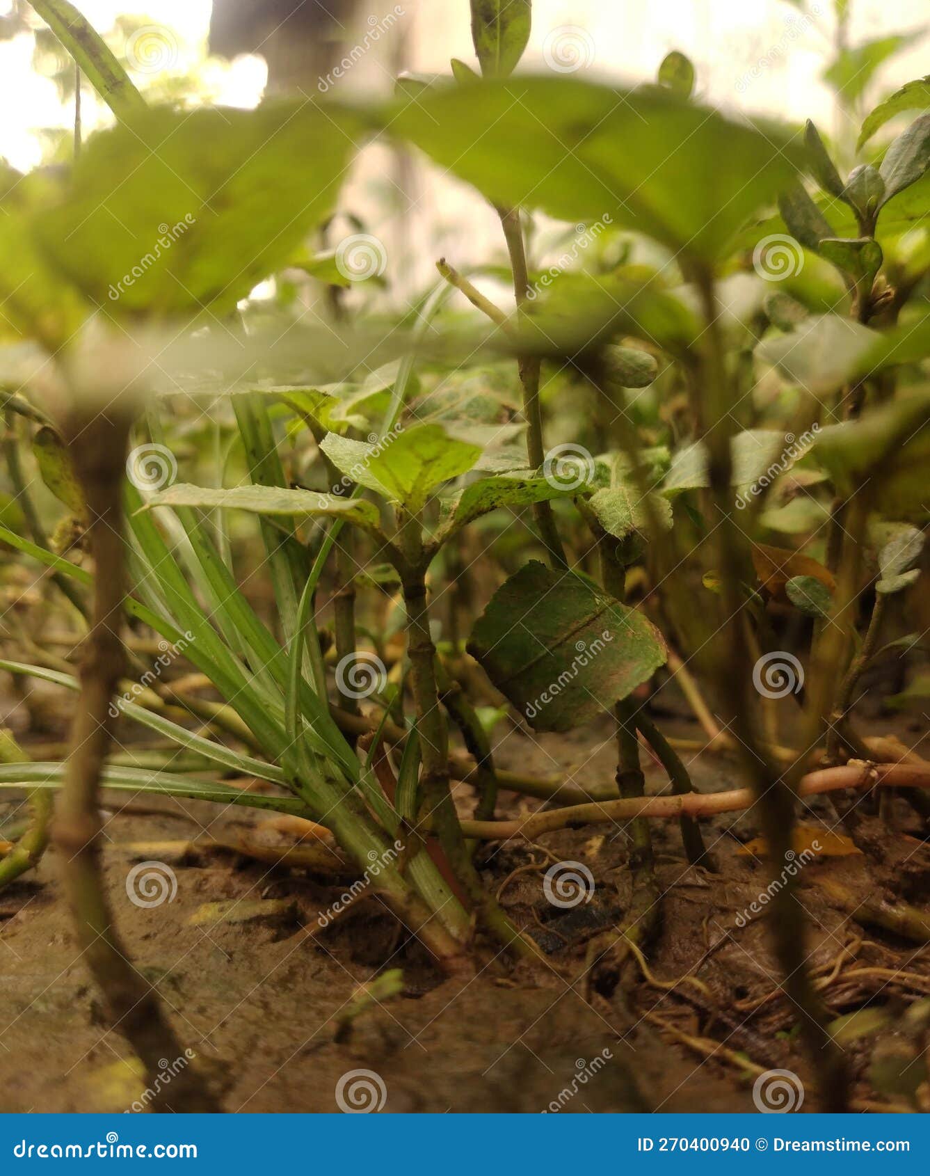 Grass and Soil they Come To Make it Look Beautiful Stock Photo - Image ...