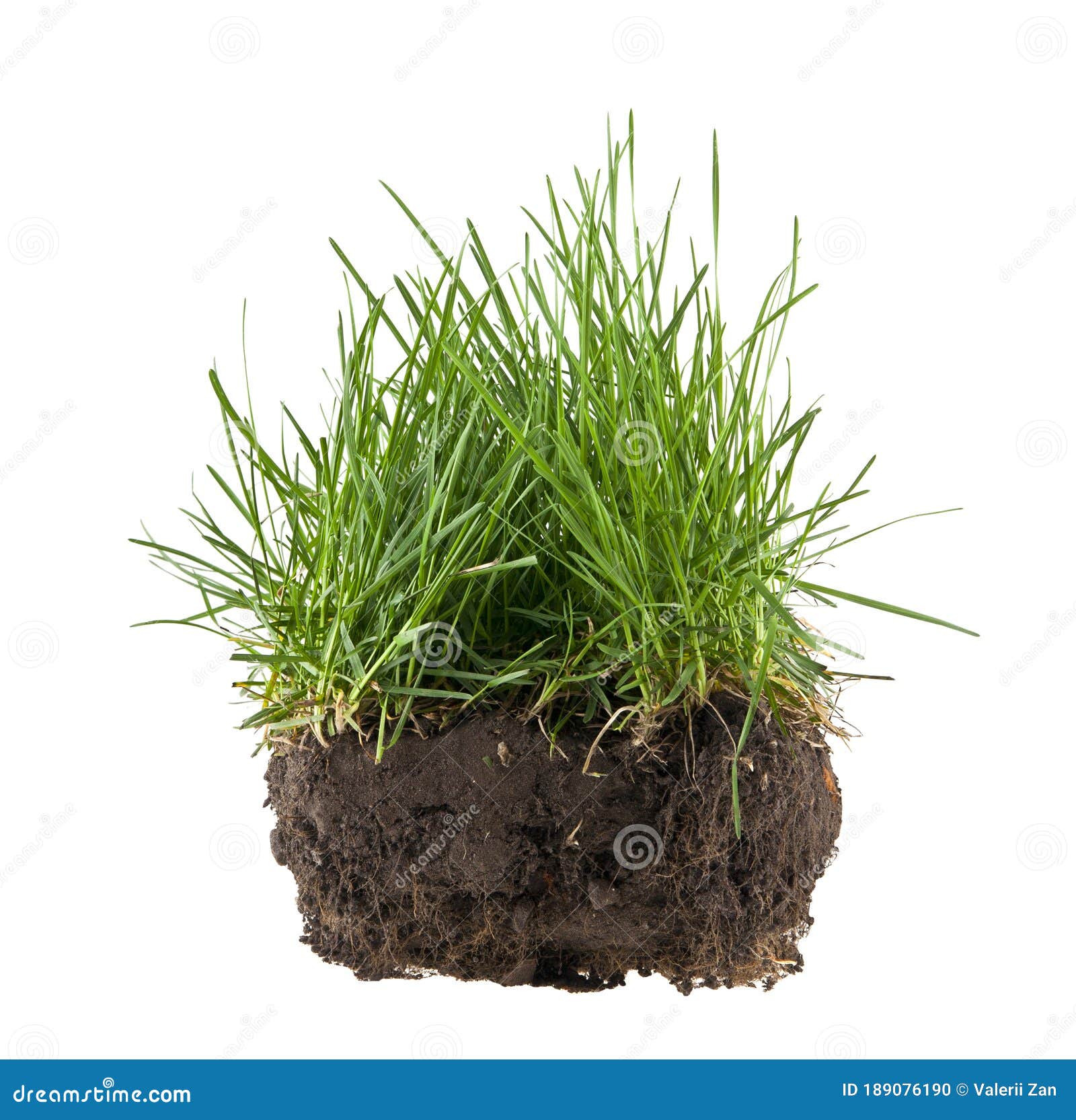 Grass, Soil and Grass Isolated on White Background Stock Photo - Image ...
