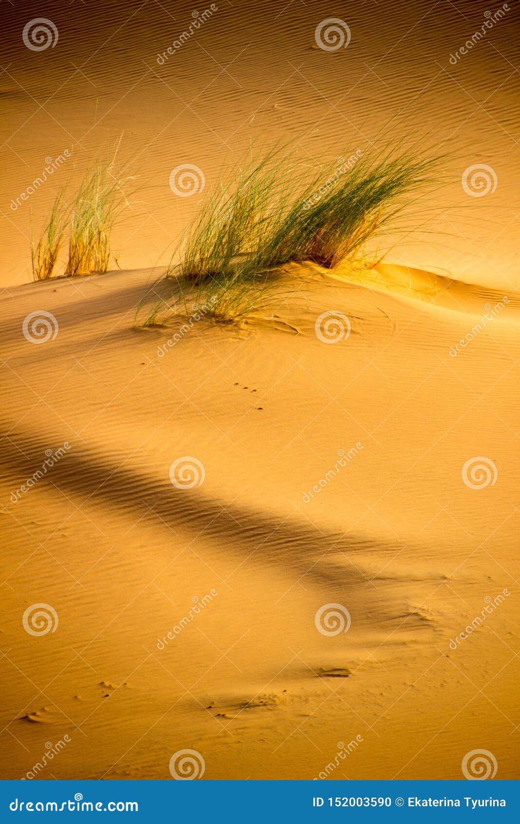 Grass stock photo. Image of sahara, sand, grass, sands - 152003590