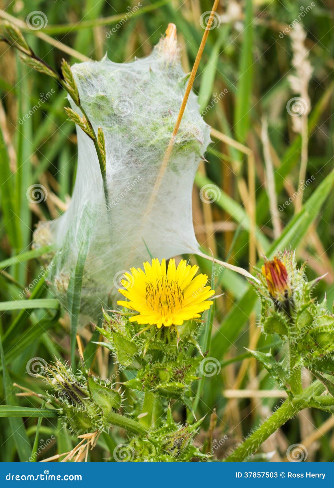 Grass Spiders Nest stock image. Image of nature, outdoor - 37857503