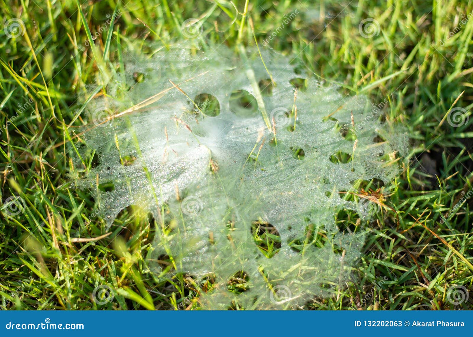 Grass Spiders Web on Grass and Dew in the Morning , Handiwork of Spider ...