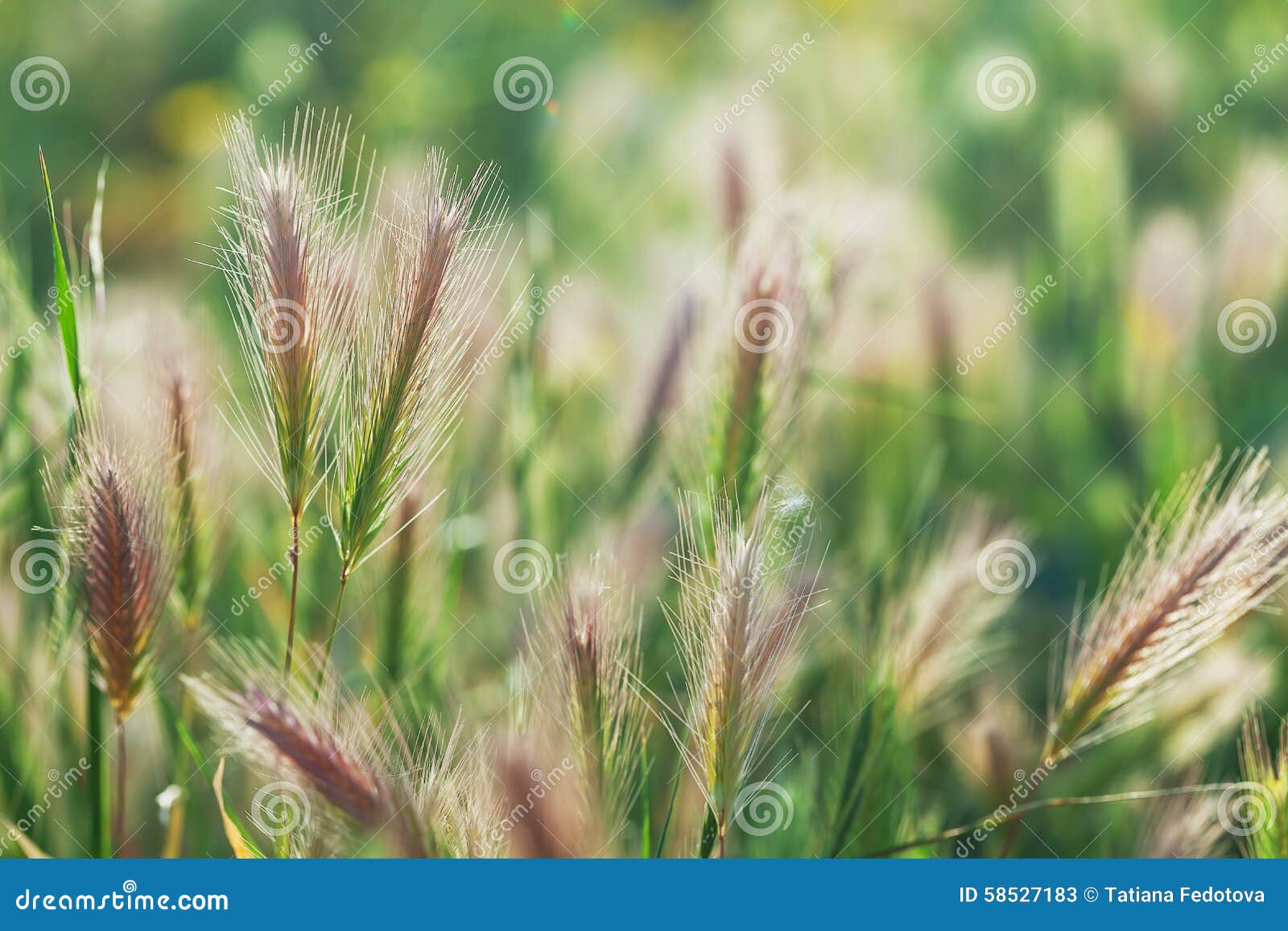 Grass Spikelet on the Field at Sunset, Close-up Stock Image - Image of ...