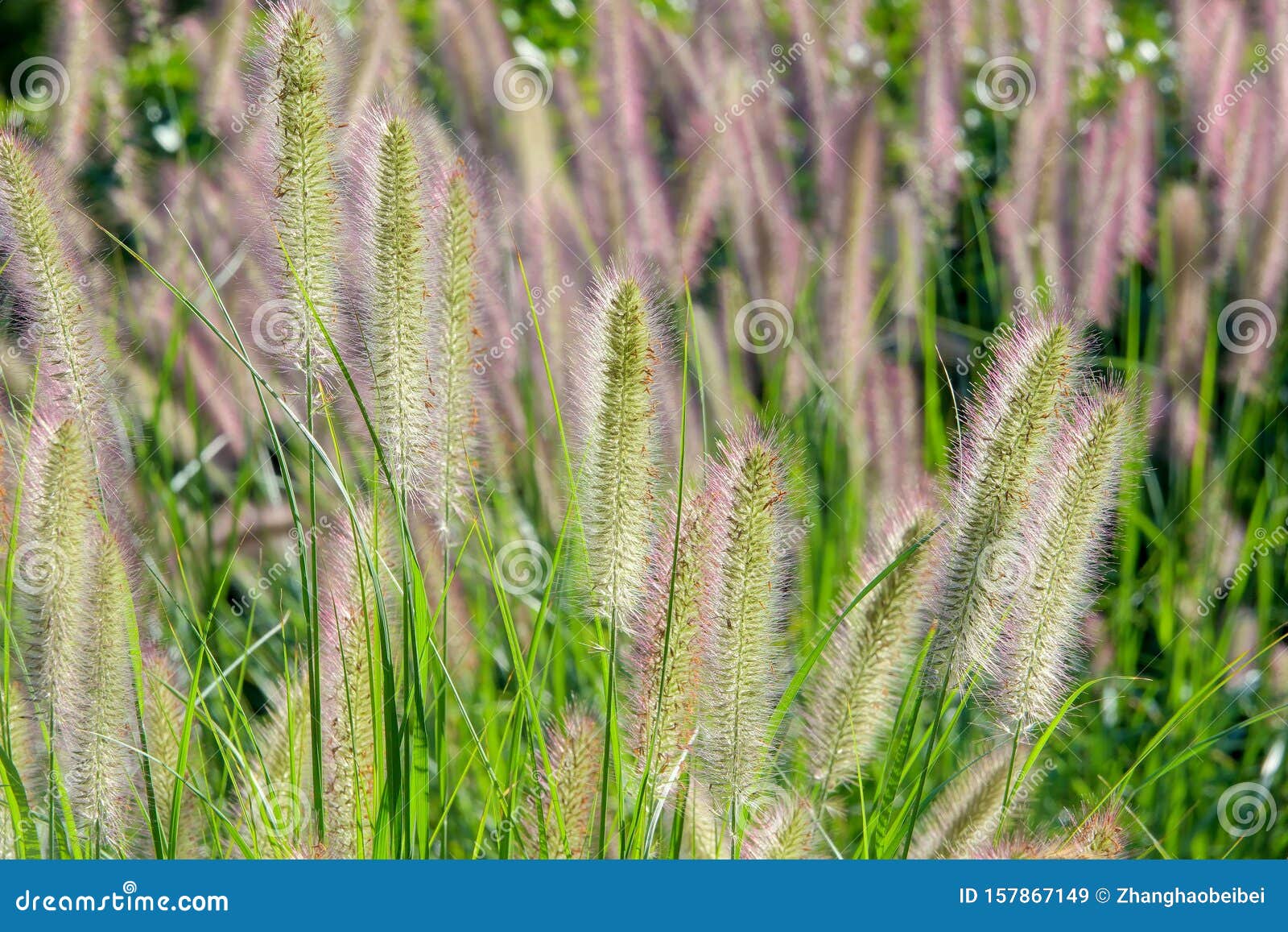 Grass spikes stock image. Image of fruit, spike, plant - 157867149