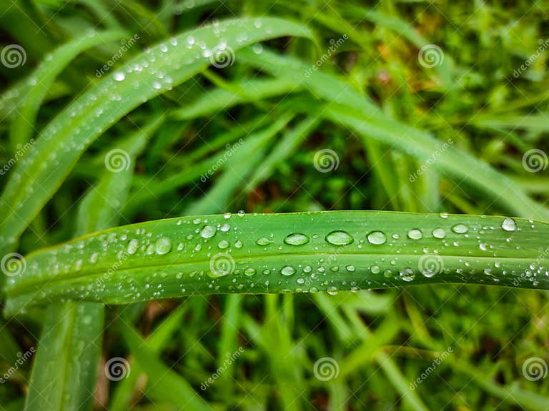 Grass Splashed by Rainwater Stock Image - Image of beautiful, grass ...