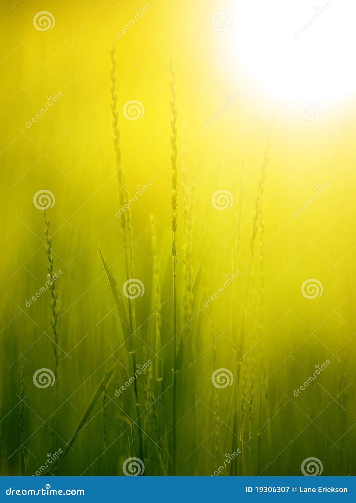 Grass in the Spring Sunlight Stock Image - Image of foliage, summer ...