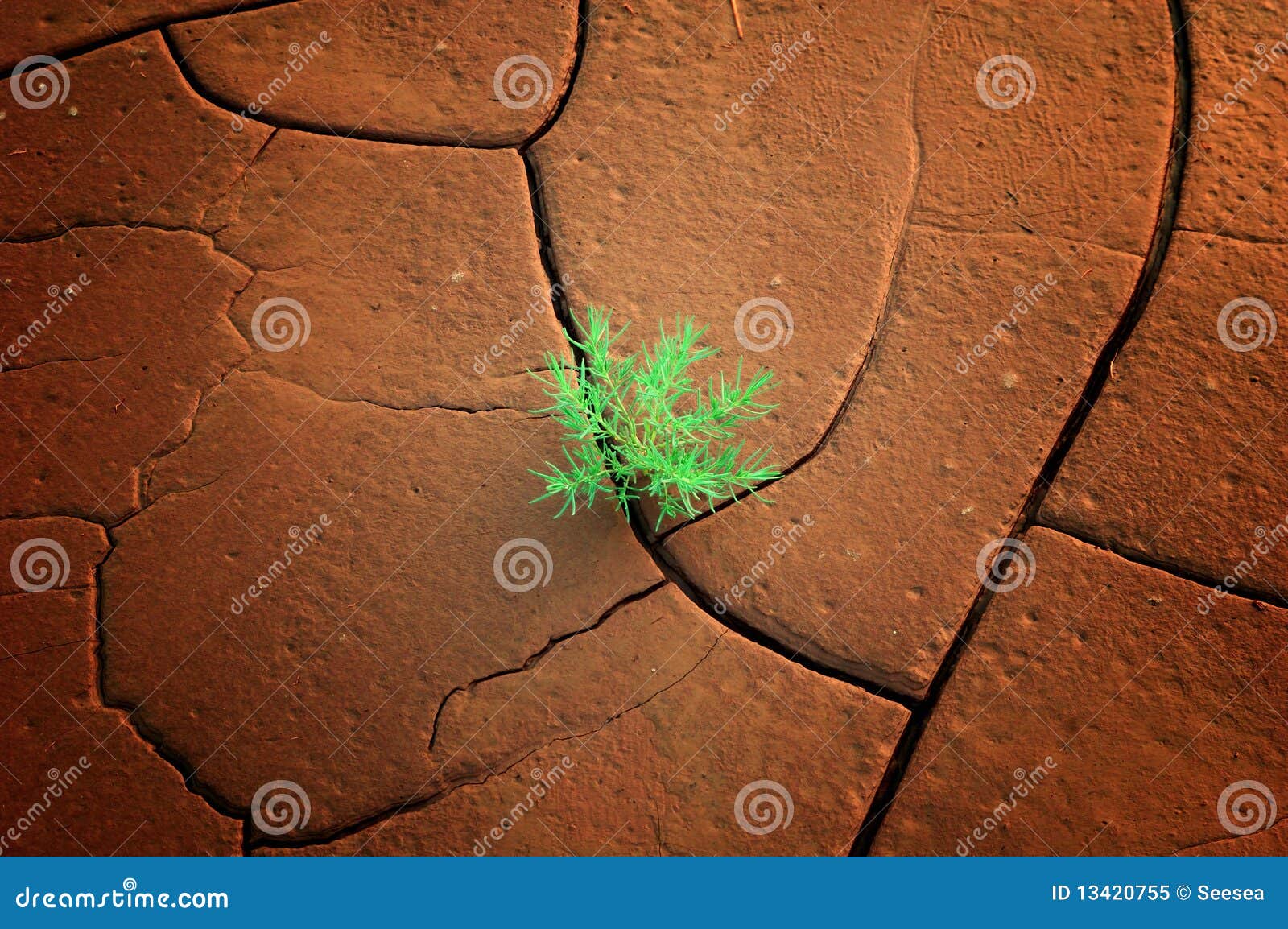 Grass sprout stock image. Image of growth, spring, drought - 13420755