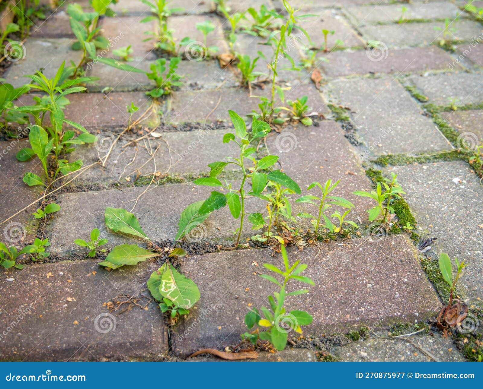 Grass Sprouting through the Seams of Paving Slabs Stock Image - Image ...