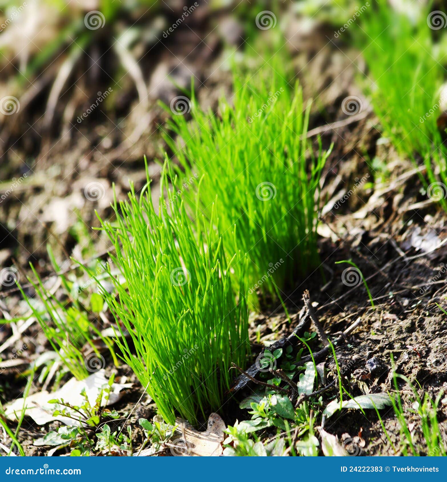 Grass sprouts stock image. Image of agriculture, closeup - 24222383