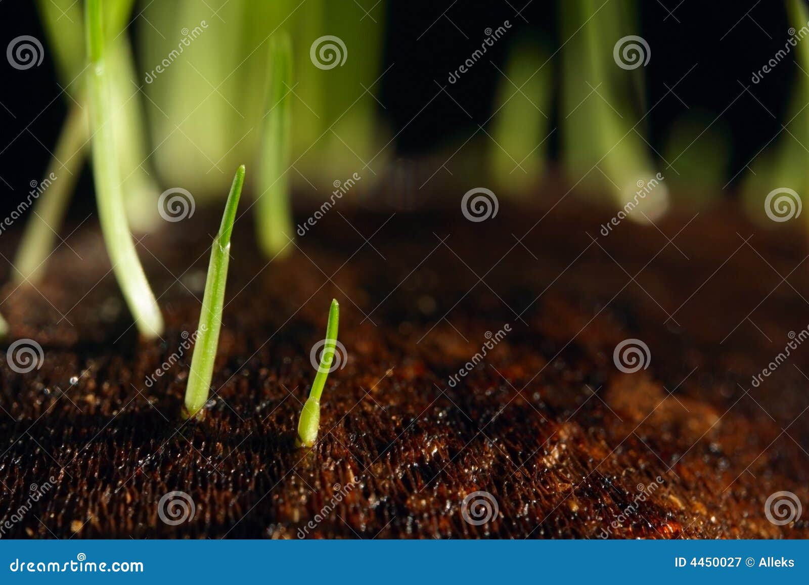 Grass sprouts stock image. Image of cultivate, close, double - 4450027