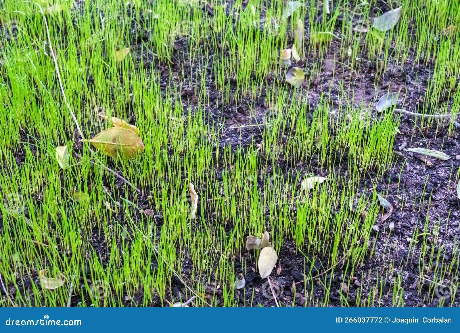 Grass Sprouts Growing New in a Garden Stock Photo - Image of growing, grass: 266037772