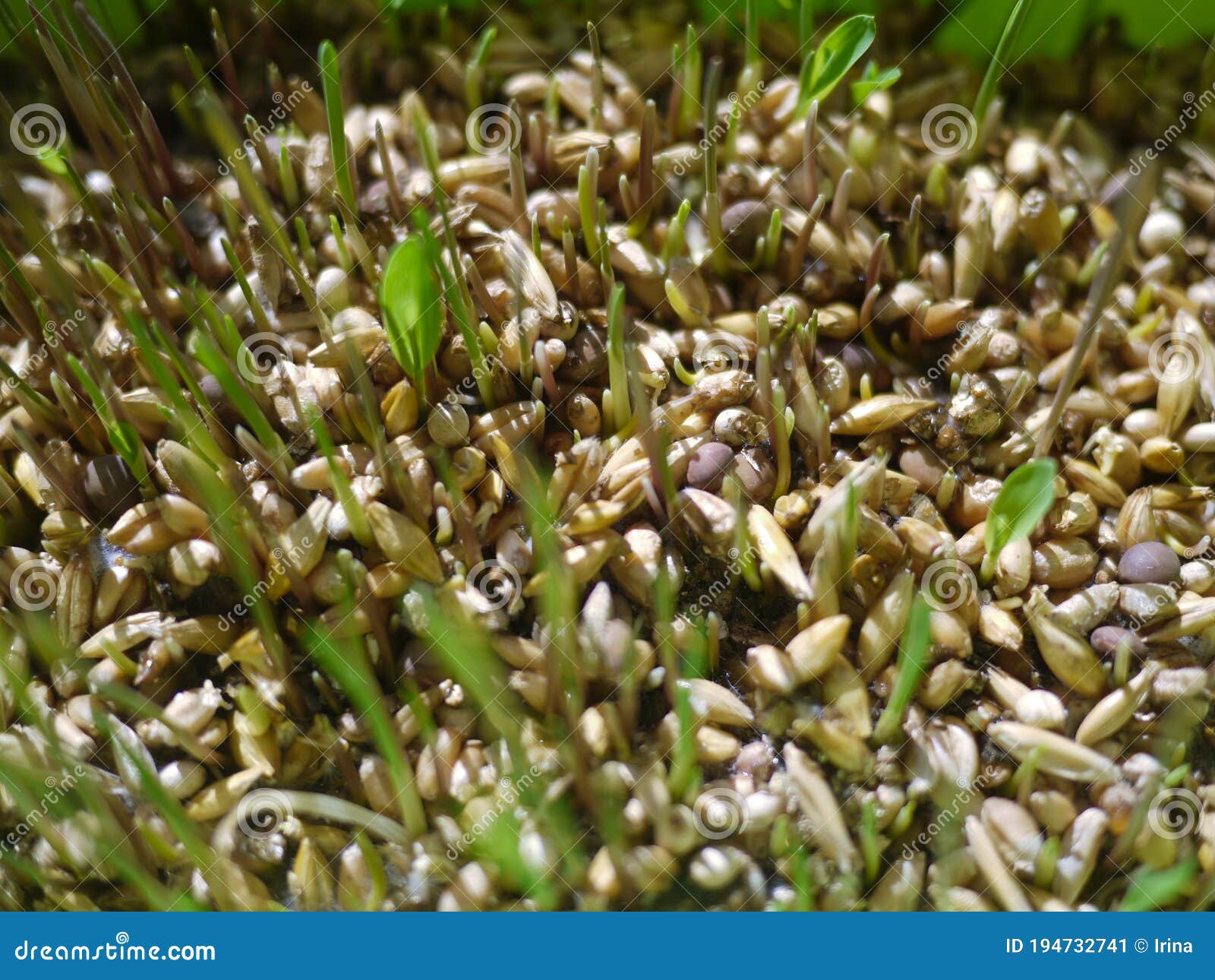 Grass Sprouts, Grass Seed Germination, Cat Grass Royalty-Free Stock ...