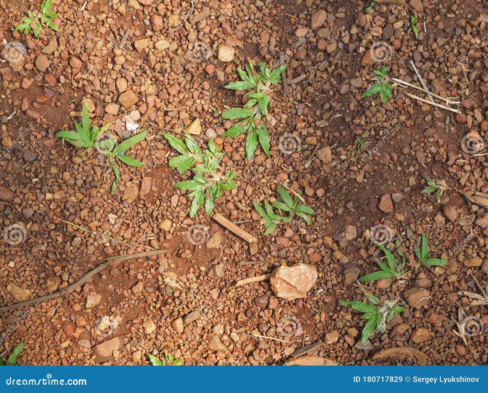 Grass Sprouts Sprout on Stony Ground Stock Image - Image of grass ...