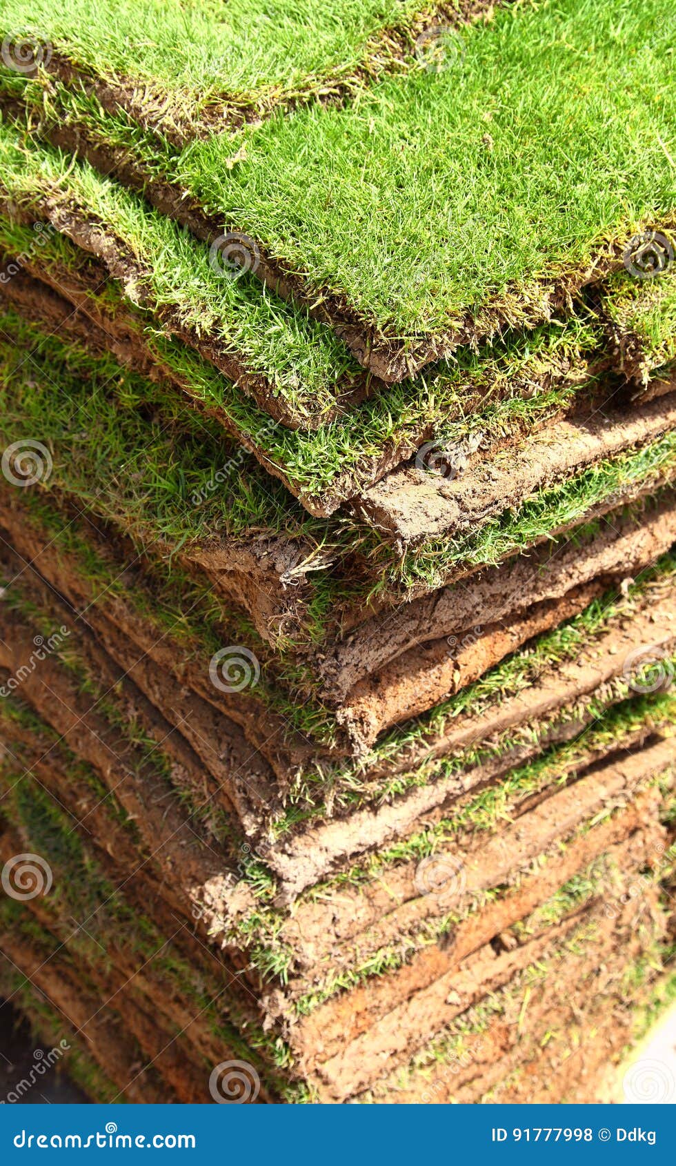 Grass squares stock photo. Image of squares, mats, planting - 91777998