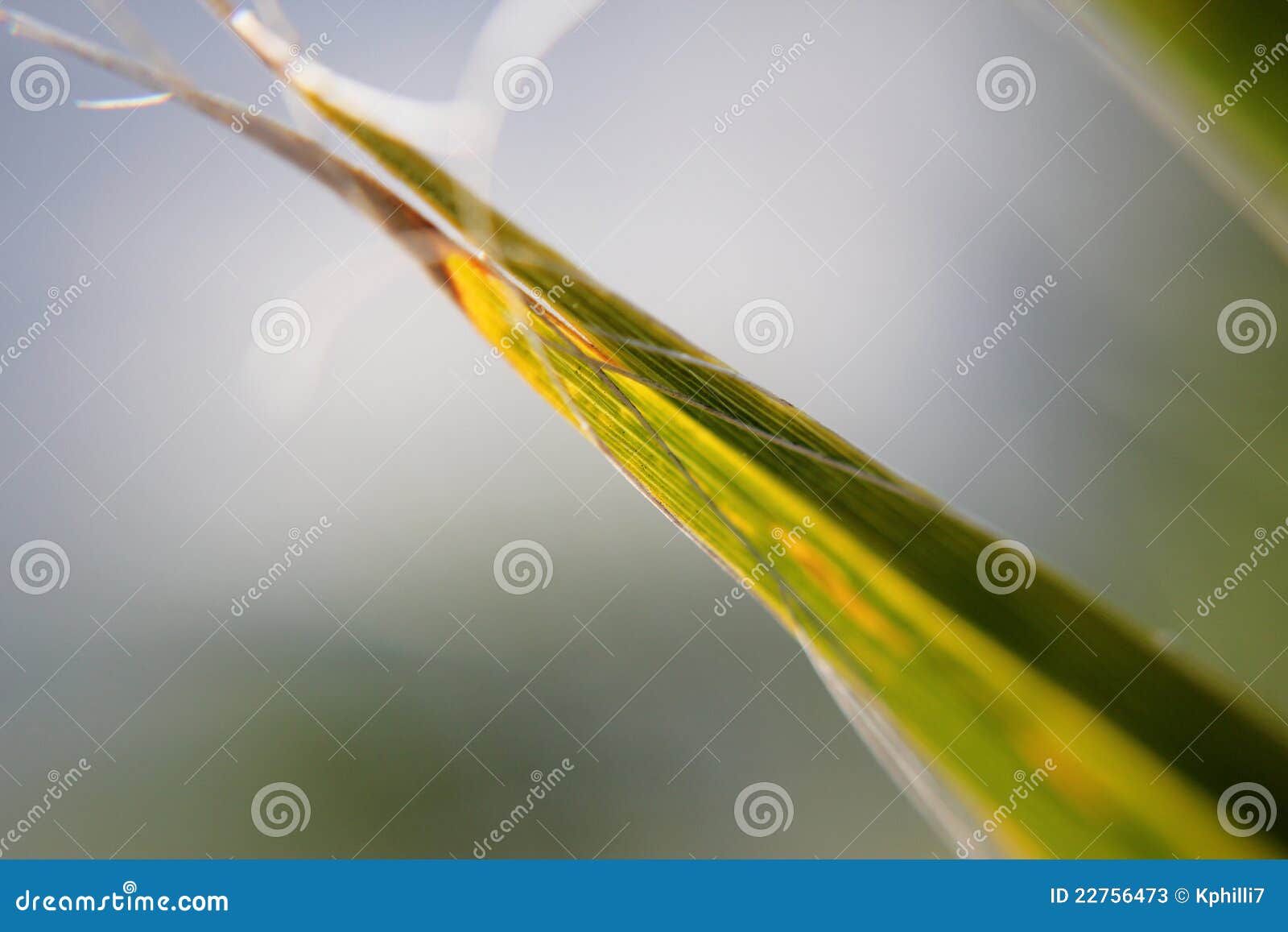 Grass Stalk stock image. Image of grow, stalk, environment - 22756473