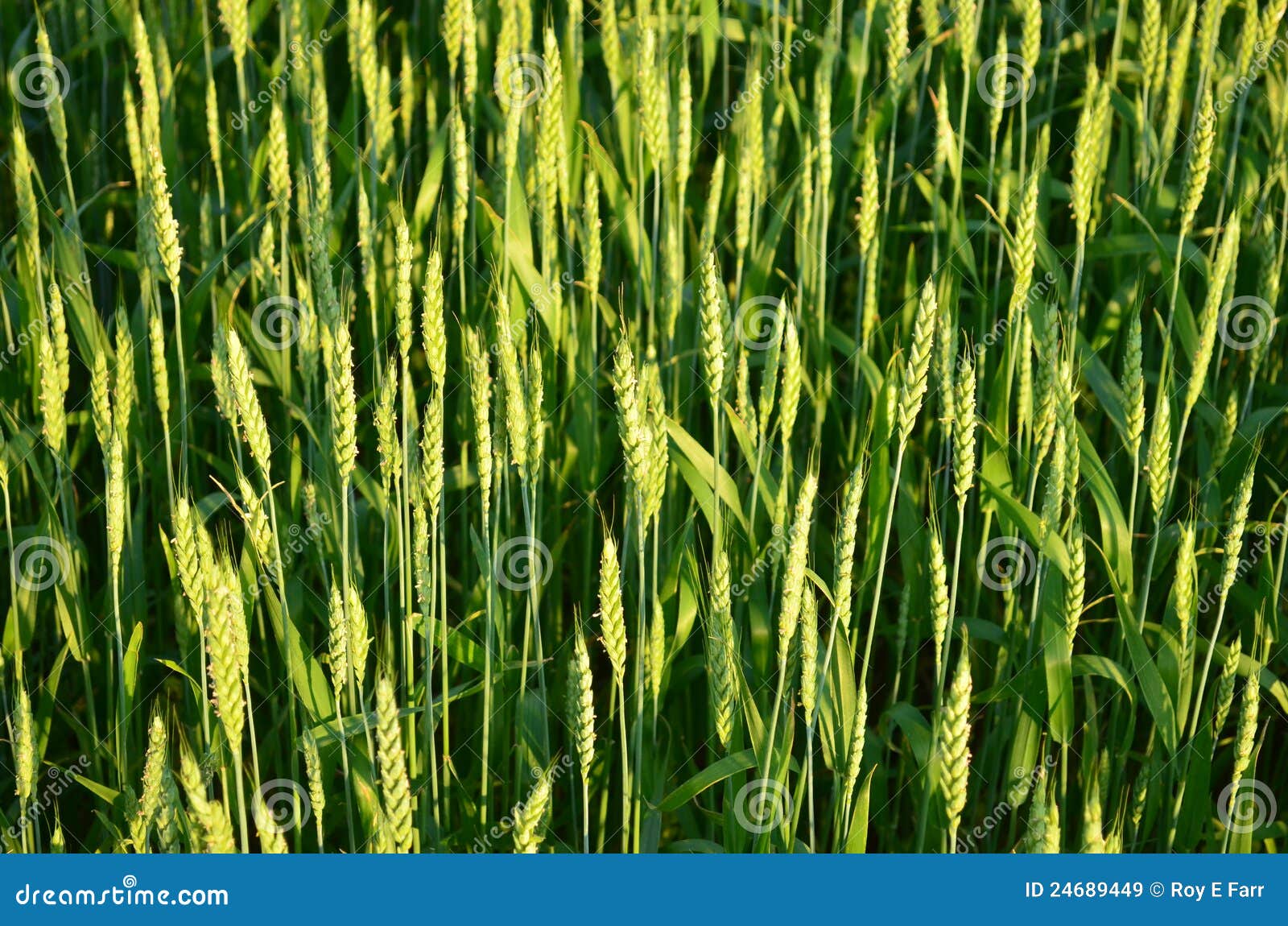 Grass Stalks stock image. Image of growing, oxygen, organic - 24689449