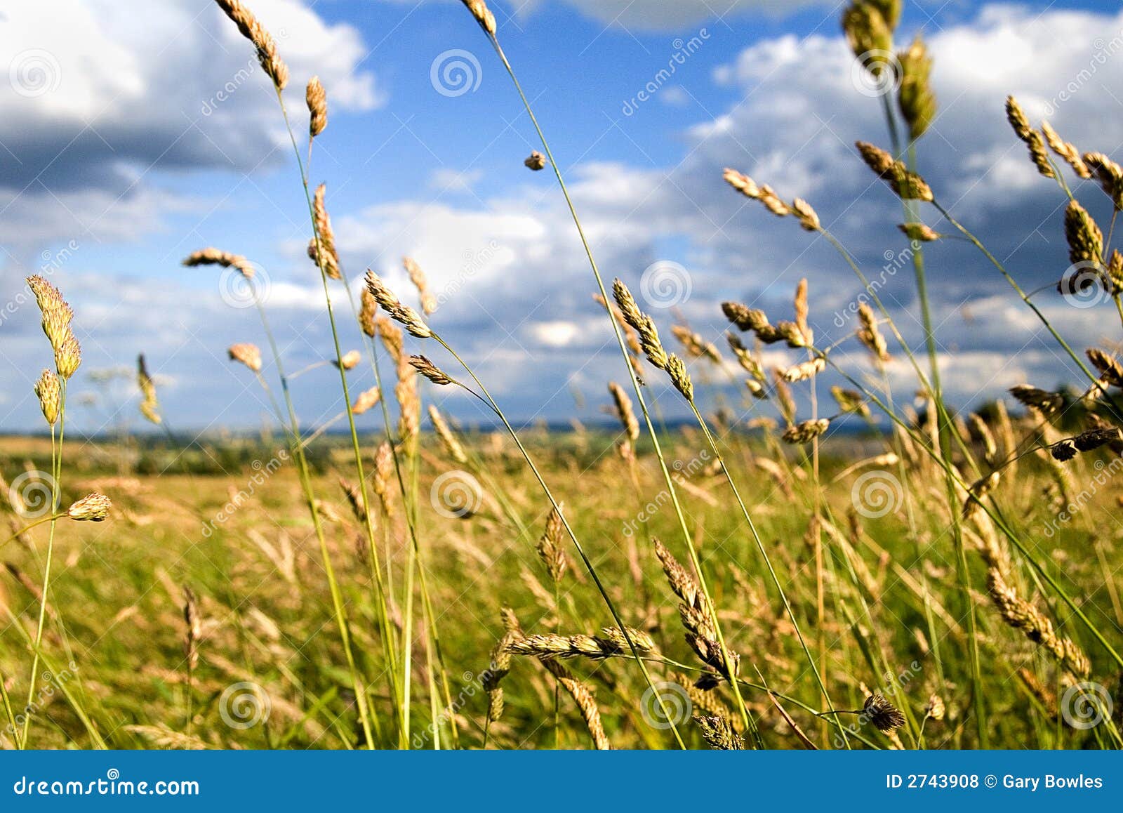 Grass Stalks stock photo. Image of nature, sunny, picturesque - 2743908