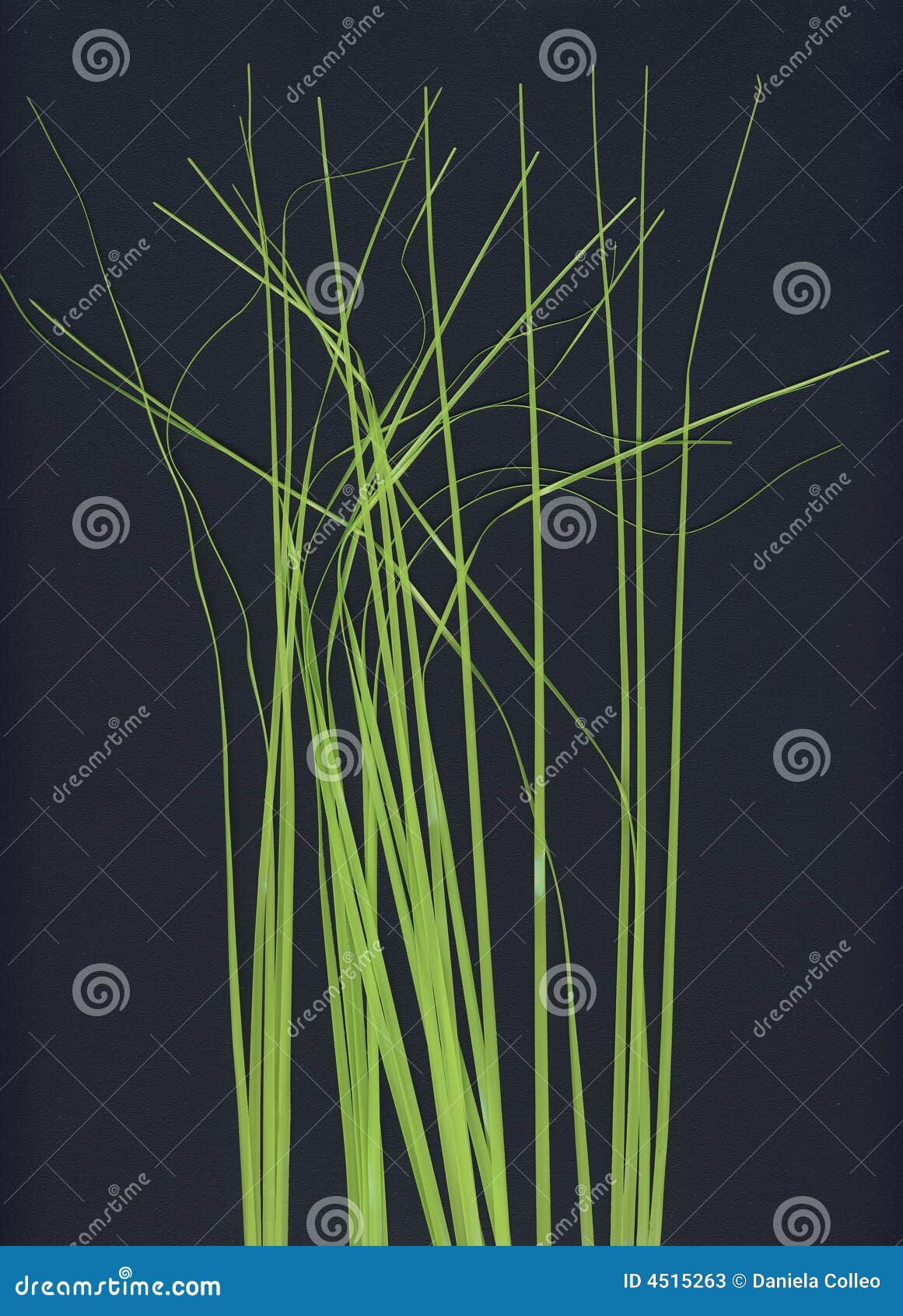 Grass stalks stock image. Image of cheerful, colors, flowers - 4515263