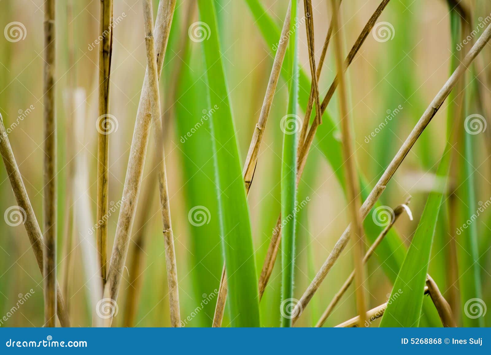 Grass stalks stock photo. Image of summer, stalks, field - 5268868