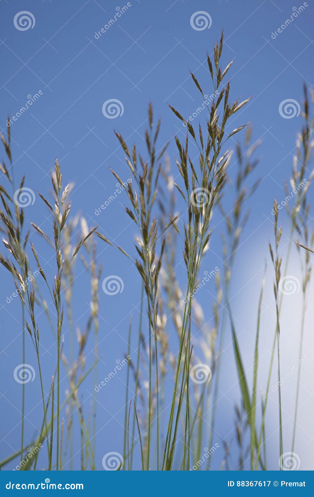 Grass stalks stock image. Image of grow, cultivation - 88367617