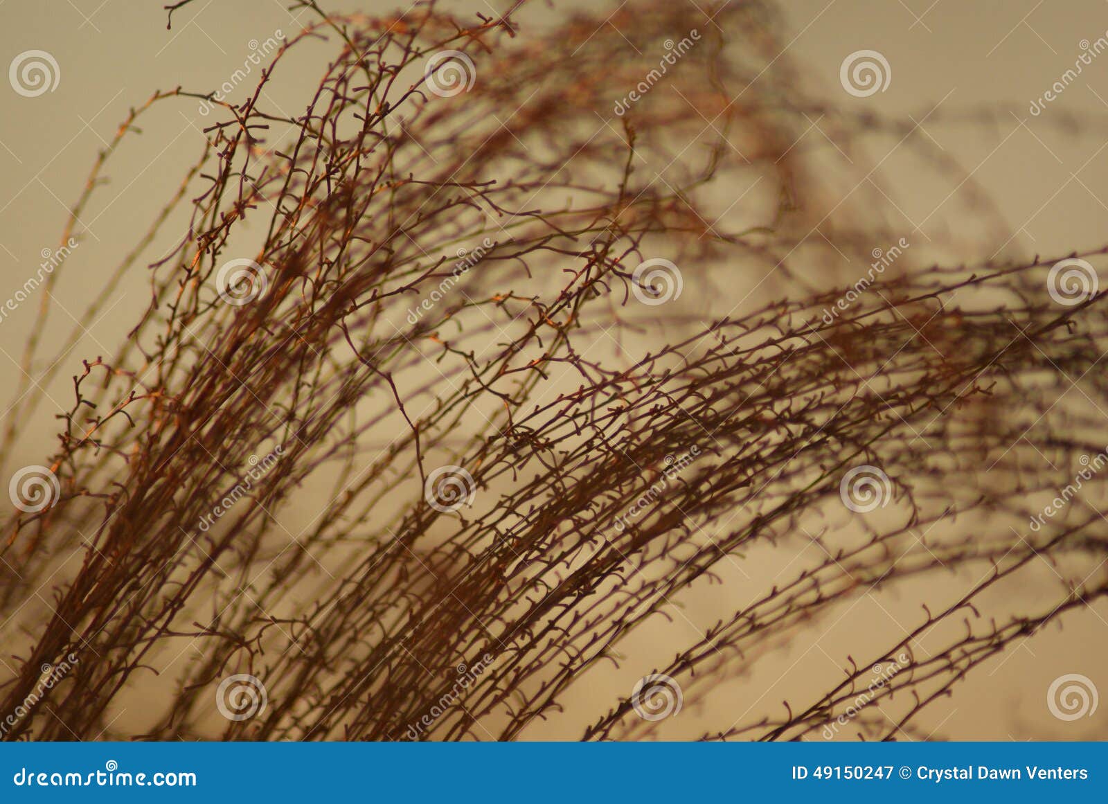 Grass stock image. Image of plants, cereal, stalks, grass - 49150247