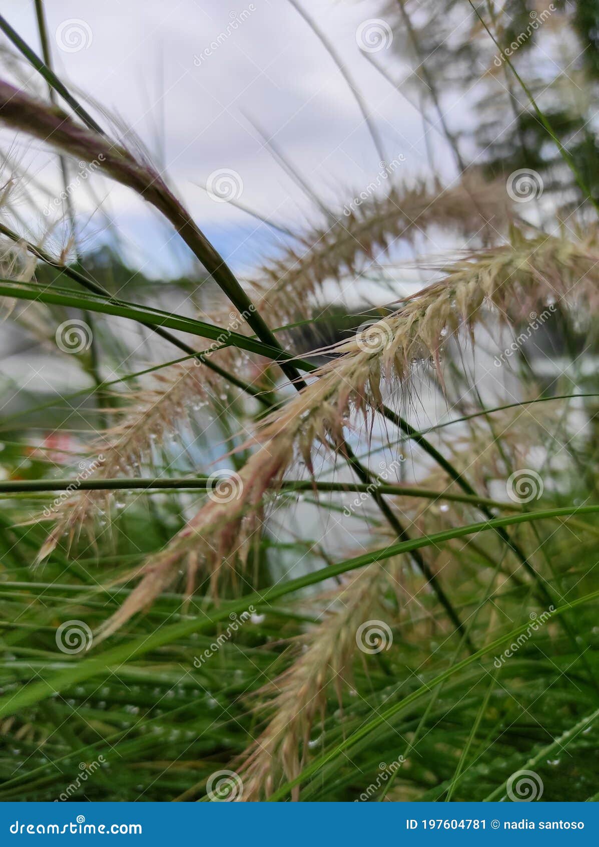 Grass Stalks with Raindrops after Rainy Days Stock Image - Image of ...