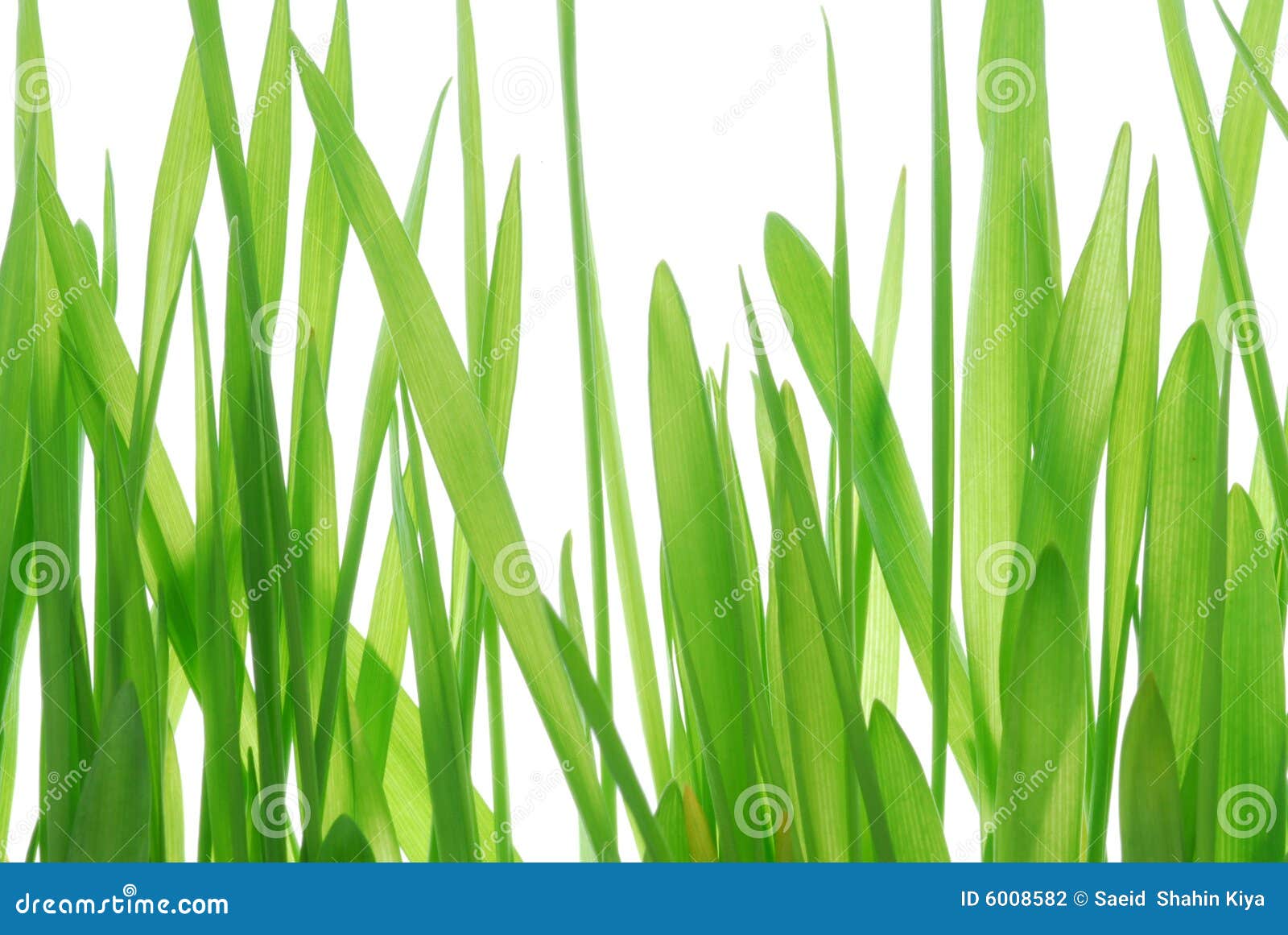 Grass stalks on white stock photo. Image of wheat, natural - 6008582