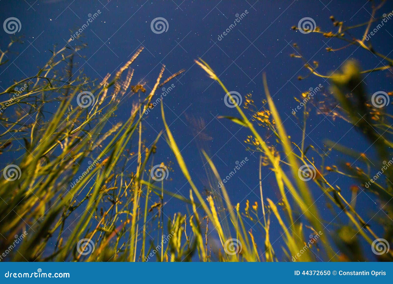 Grass and stars stock photo. Image of galaxy, grass, garden - 44372650