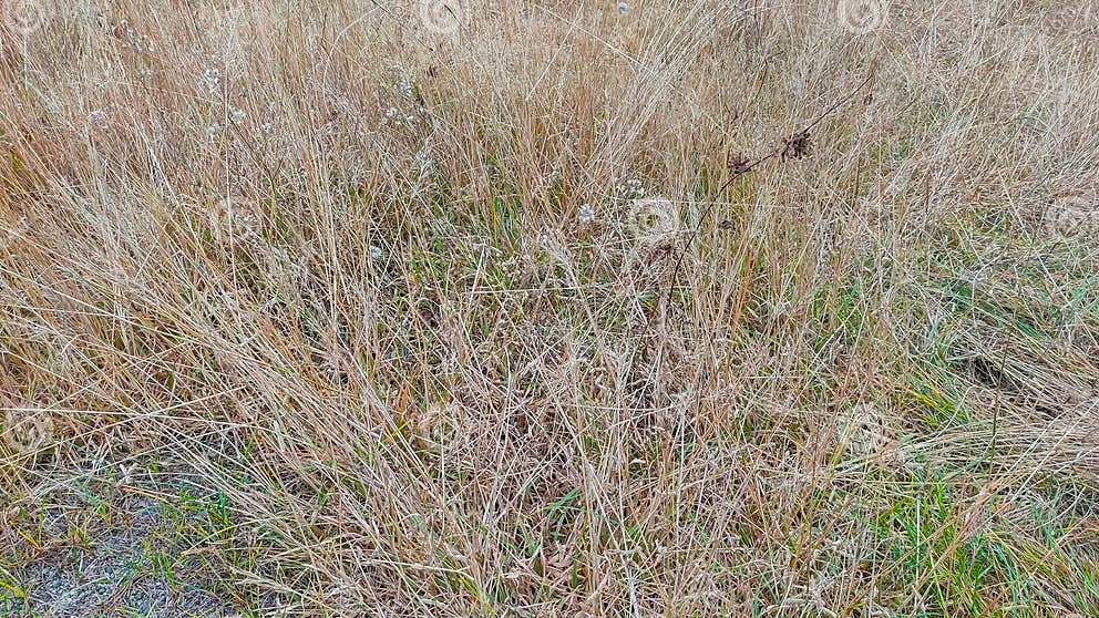 The Grass Started To Wilt and Dry because it Was Sprayed with Grass ...