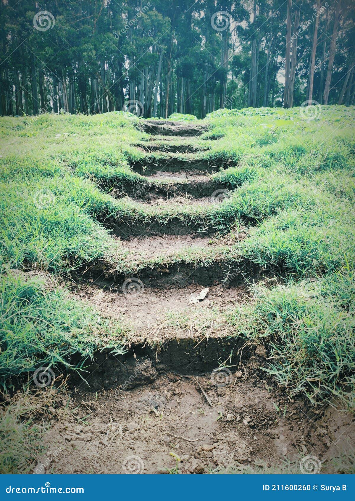 Grass Steps Central Walkway in a Mountain Slope in Munnar, Kerala Stock ...