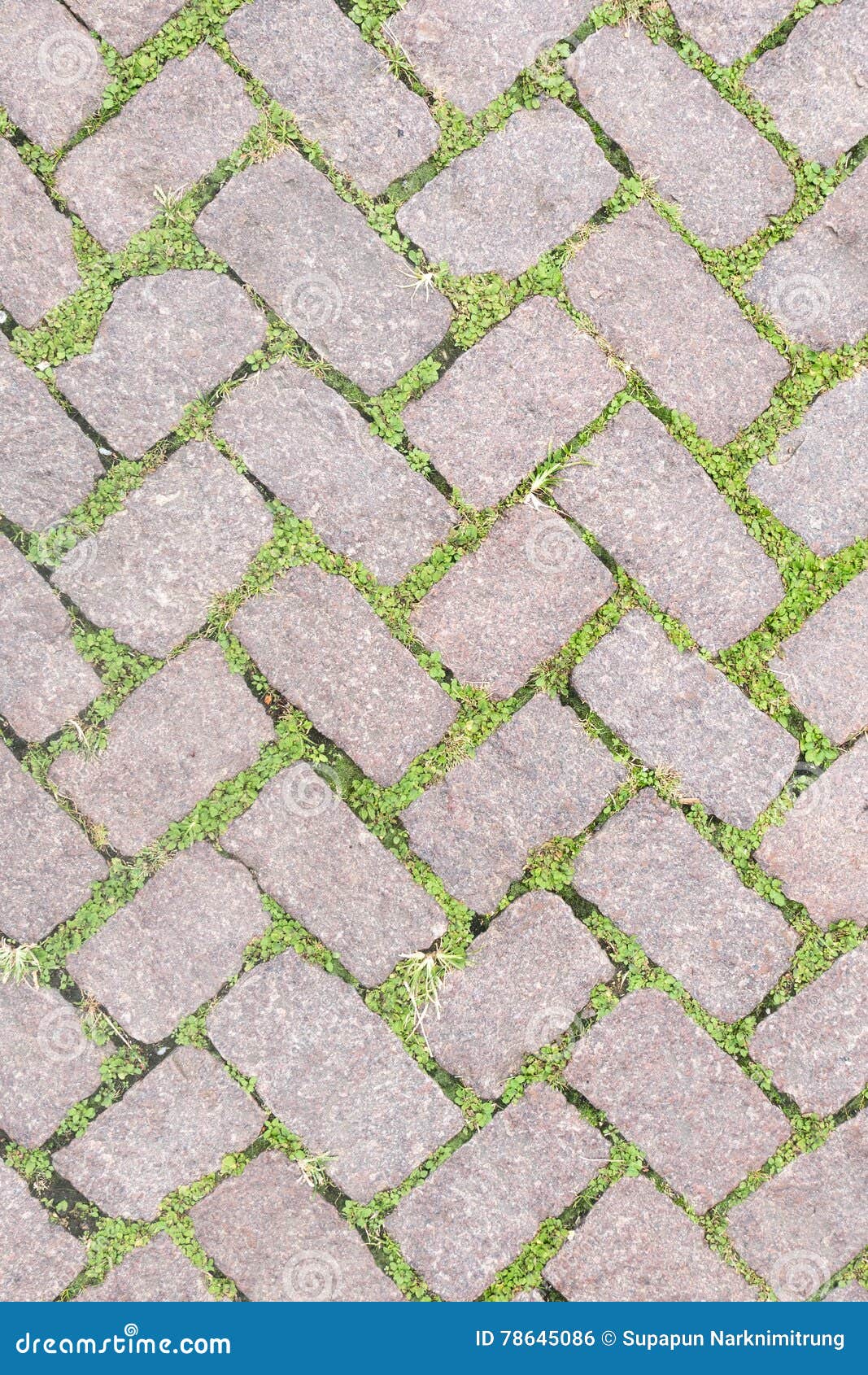 Grass Stone Floor Texture Pavement Design. Stock Photo - Image of ...