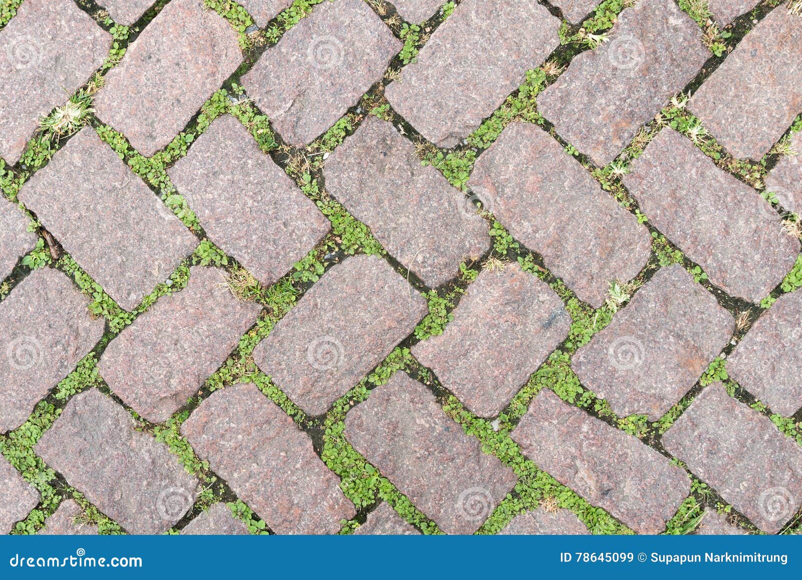 Footpath Texture With Grass