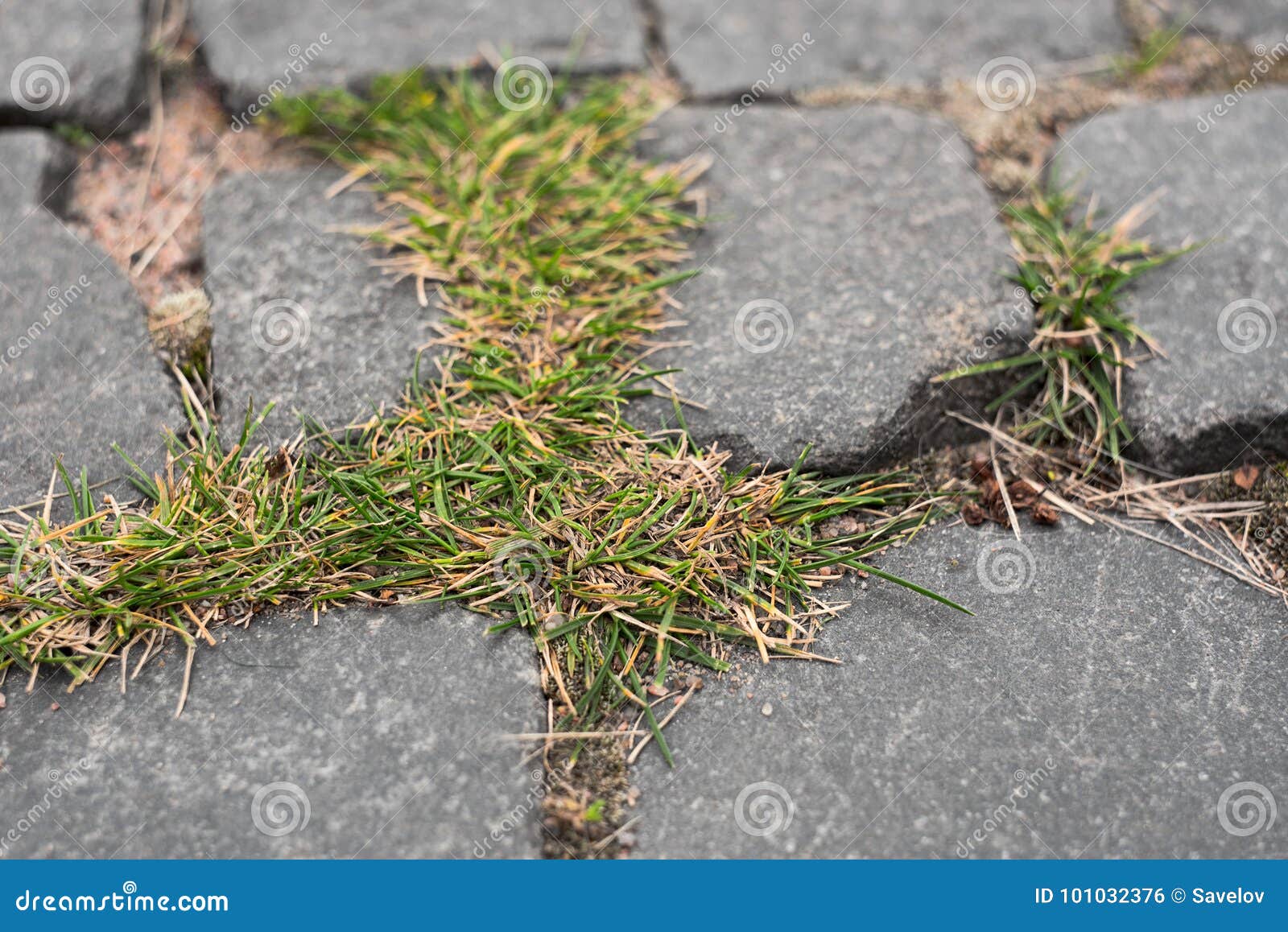 Grass through a Stone Pavement Stock Photo - Image of cobblestone ...