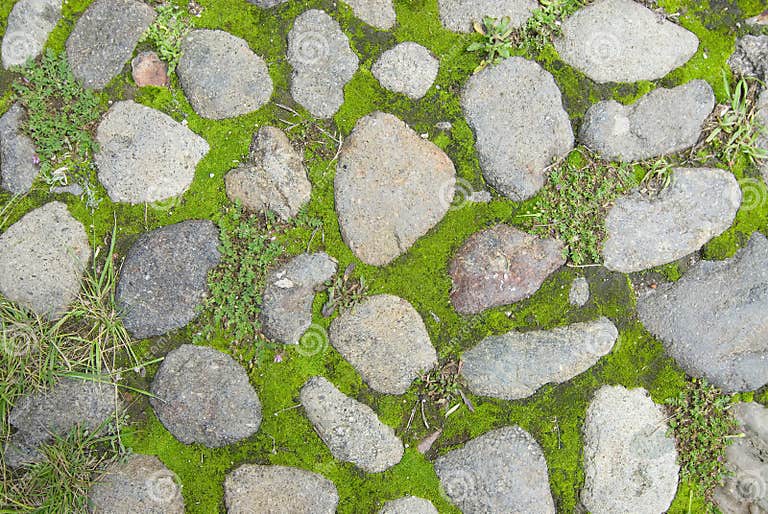Grass and stone texture stock photo. Image of grass, asphalt - 5455884