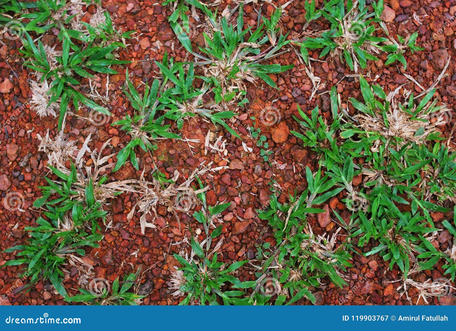 Grass And Stone Texture Background With Natural Patterns Stock Image ...