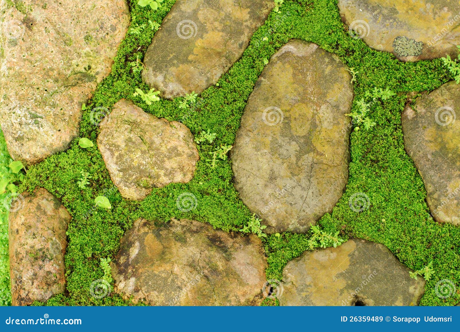 Grass between stones stock image. Image of rectangle - 26359489