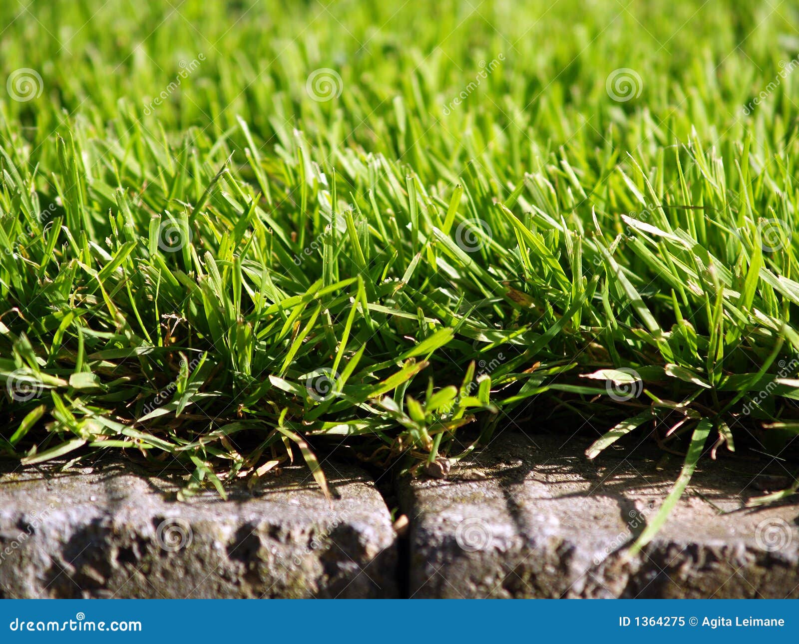 Grass Stones Texture Stock Photography | CartoonDealer.com #24990188