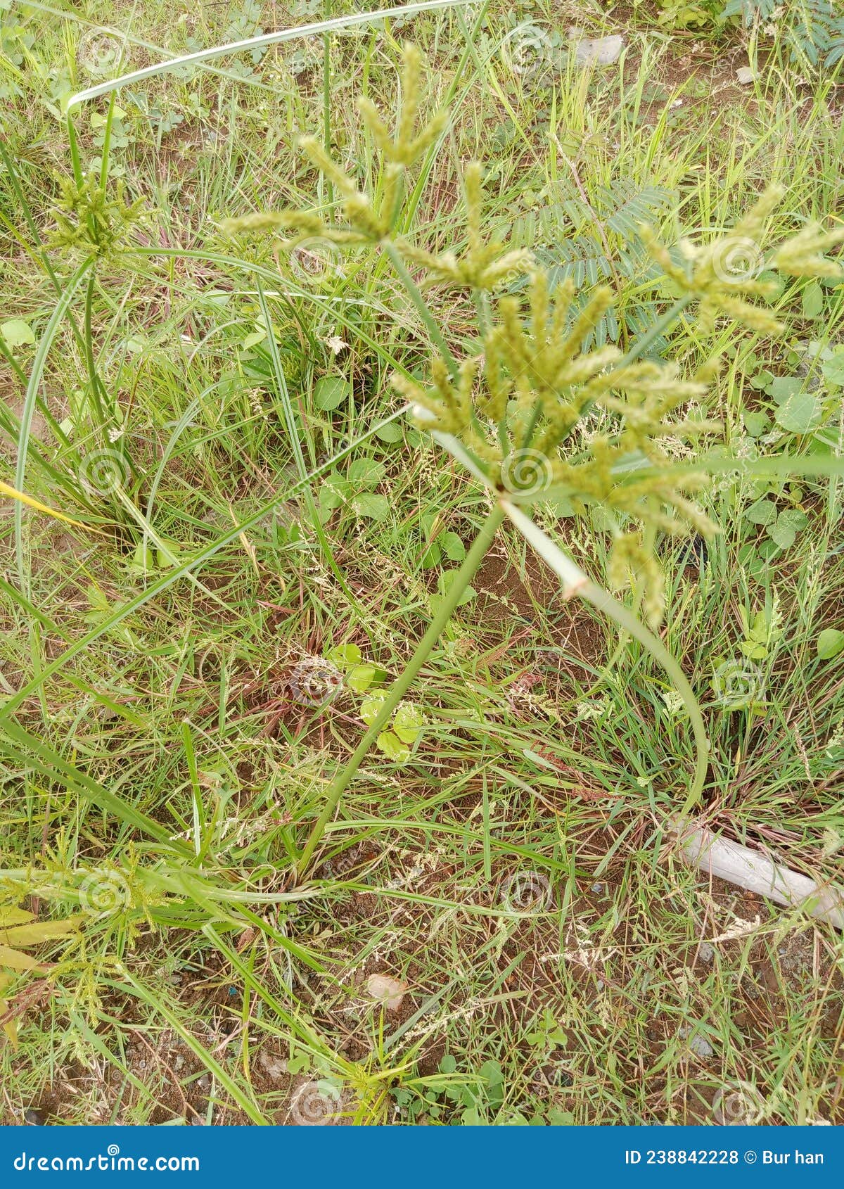Grass with strange flowers stock photo. Image of garden - 238842228