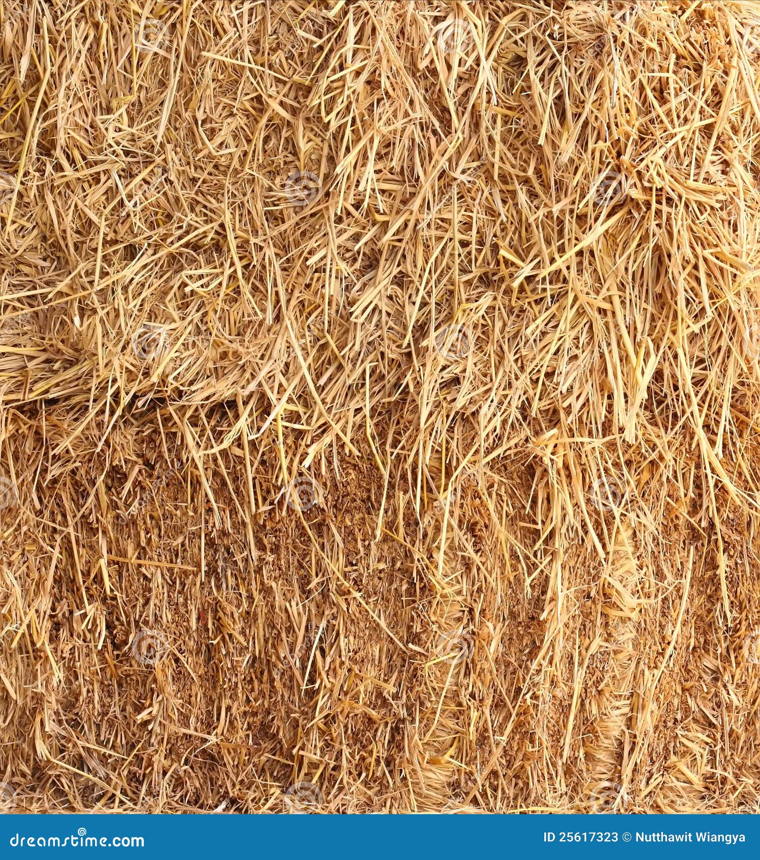 Grass straw background. stock image. Image of agriculture - 25617323