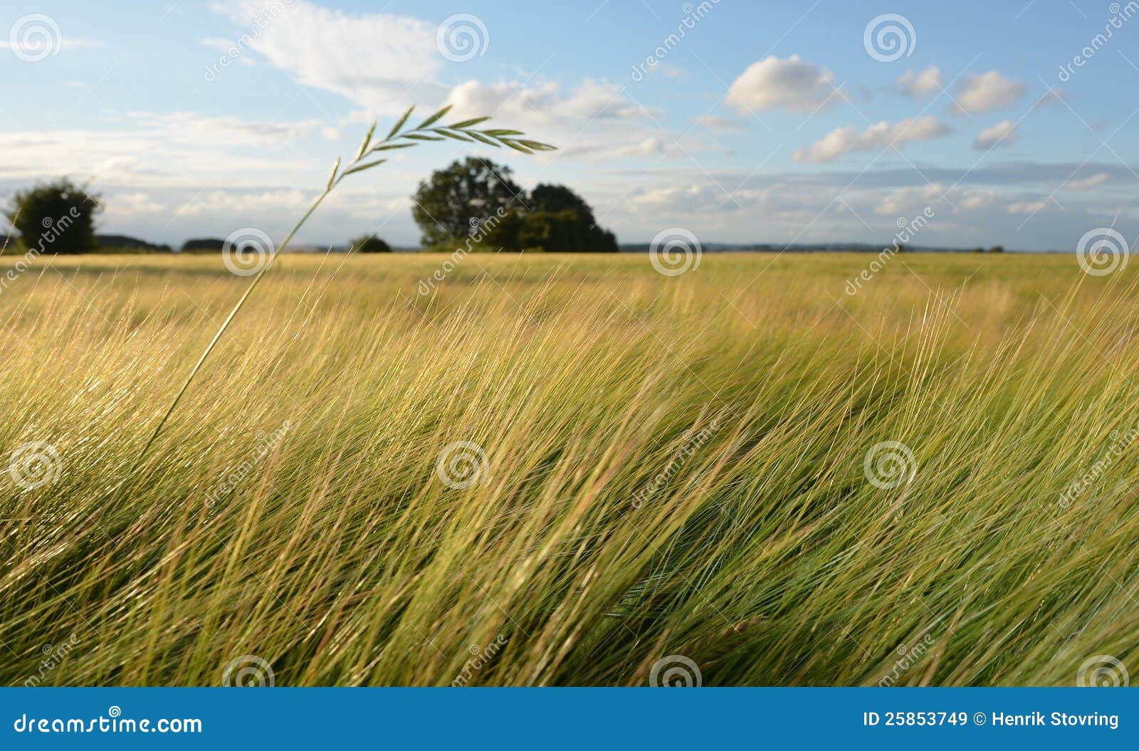 Danish Summer field stock image. Image of straw, farming - 25853749